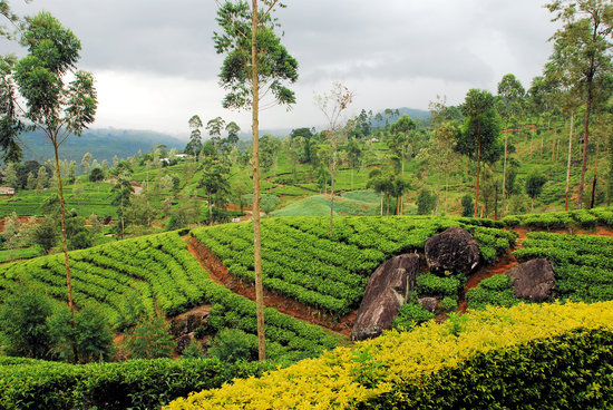 WELCOME TO TEA PLANTATIONS OF SRI LANKA